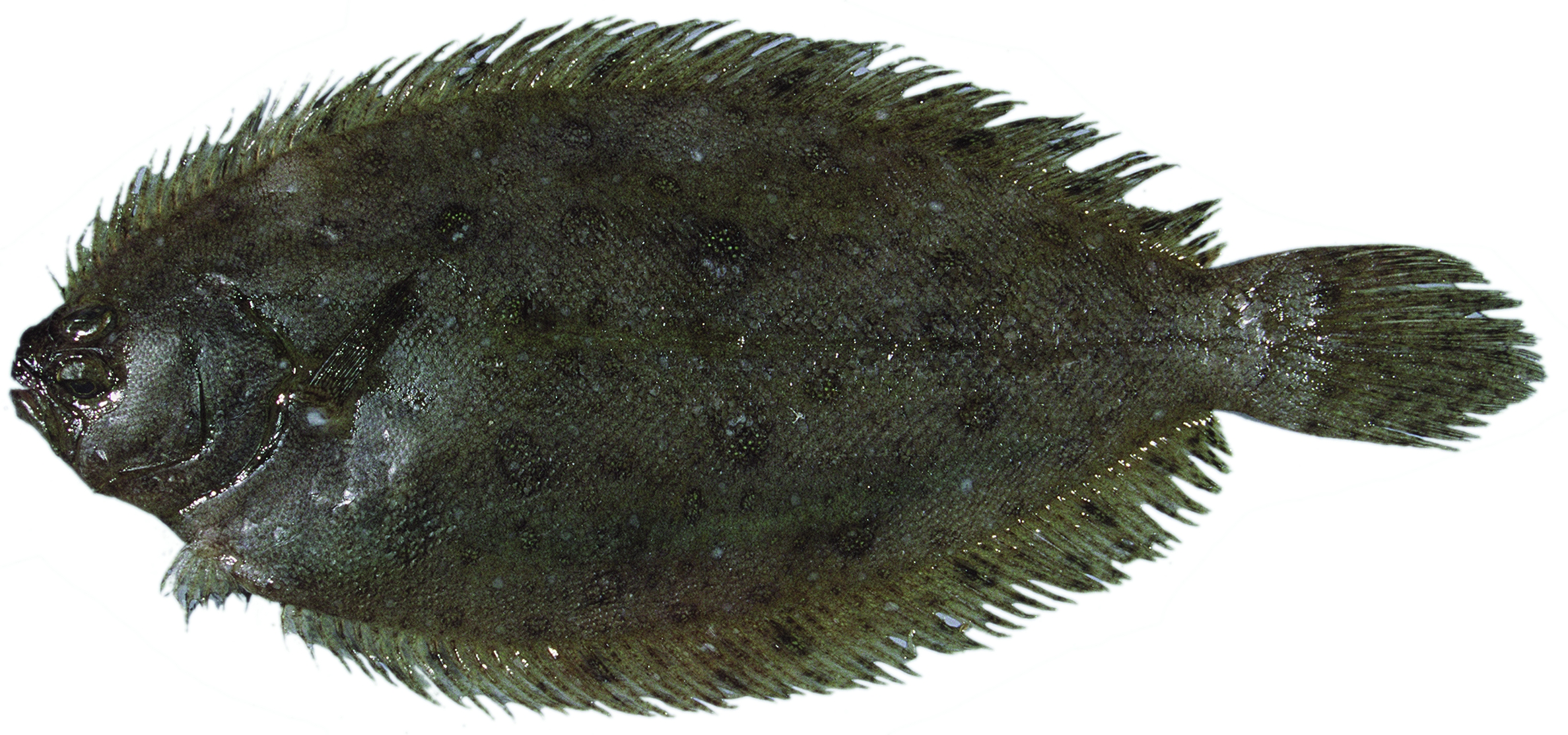 Smalltooth Flounder | FRDC